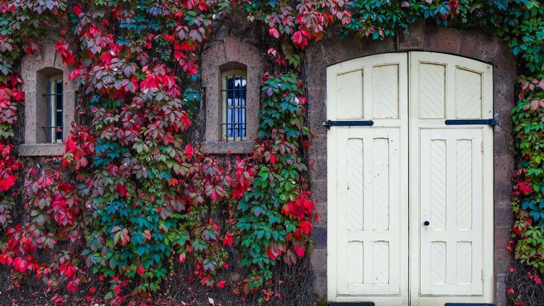 16 plantas trepadoras de exterior para decorar tu casa | Casacochecurro