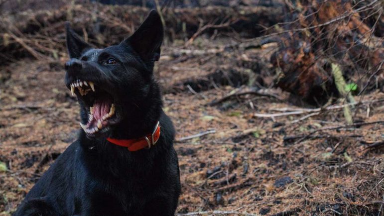 Cómo evitar el ataque de un perro | Casacochecurro