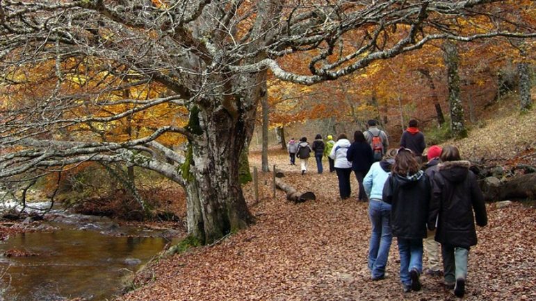 Las tres rutas de senderismo para visitar el Hayedo de Montejo ...