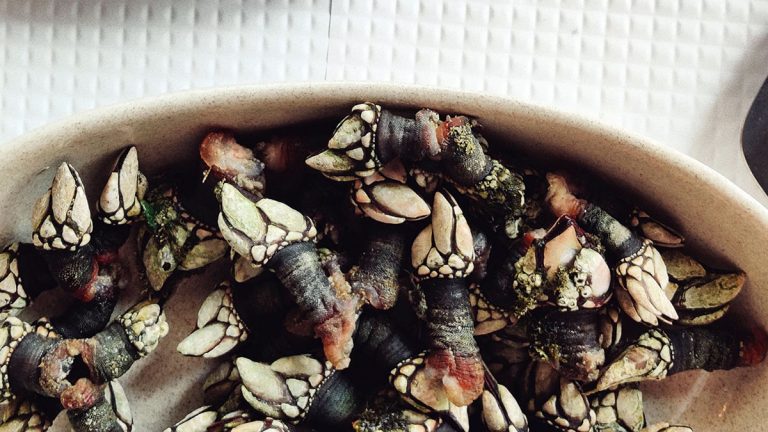 Cómo se comen los percebes y cómo prepararlos para que queden perfectos ...