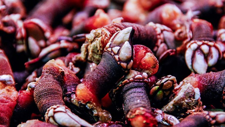 Cómo se comen los percebes y cómo prepararlos para que queden perfectos ...