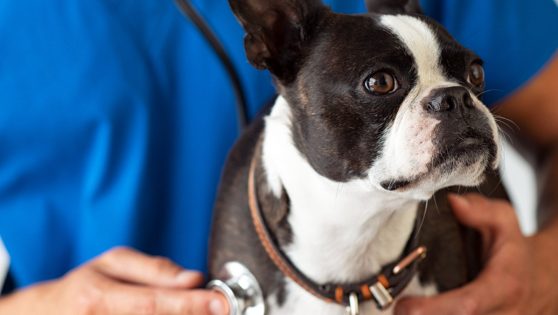 Neumonías y bronquitis crónica: el factor de riesgo que dificulta la ...